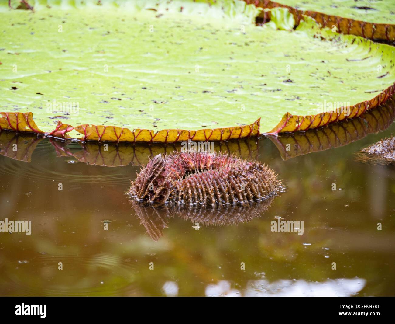 Victoria amazonica in the Natura Park In Amzonia, Colombia. It is a ...