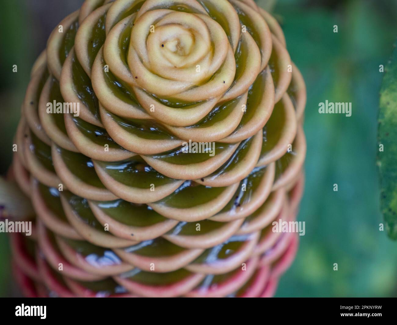 Plant is known in the West by the common name "beehive ginger", due to ...