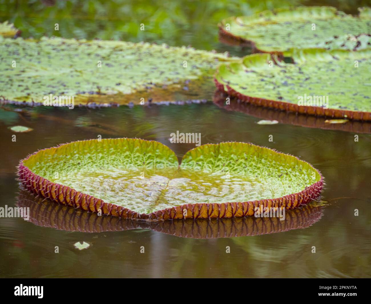 Victoria amazonica in the Natura Park In Amzonia, Colombia. It is a ...