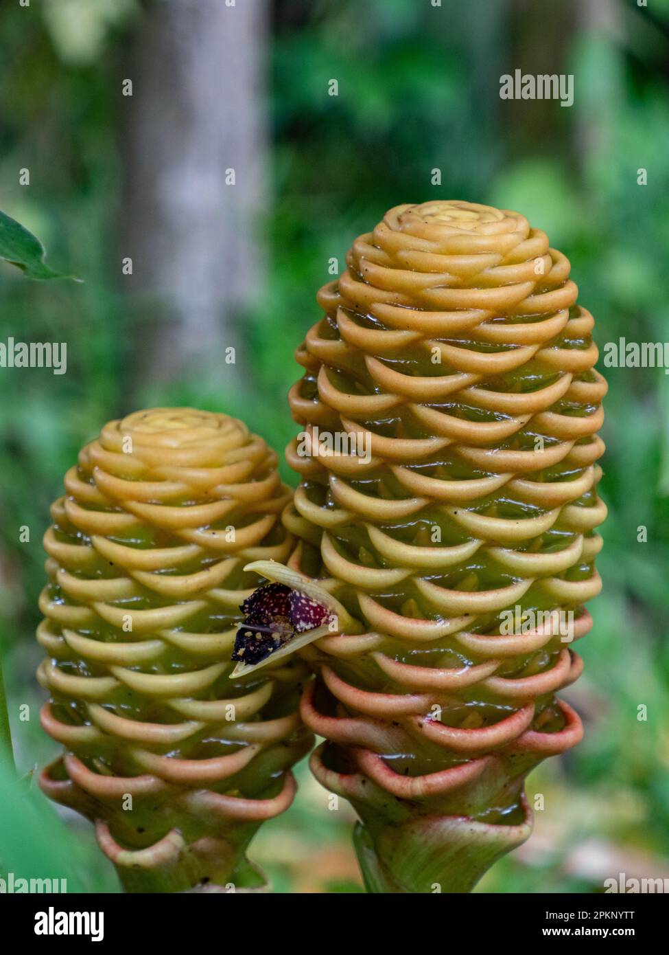 Plant is known in the West by the common name "beehive ginger", due to ...
