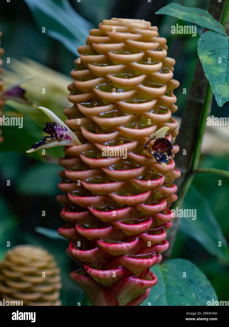 Plant is known in the West by the common name "beehive ginger", due to ...