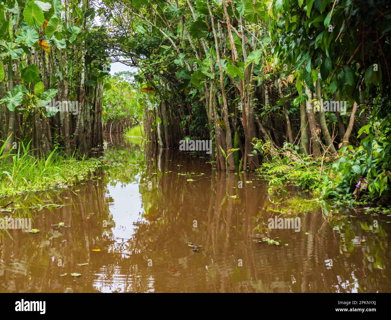 Montrichardia arborescens, the yautia madera, or moco-moco, is a ...