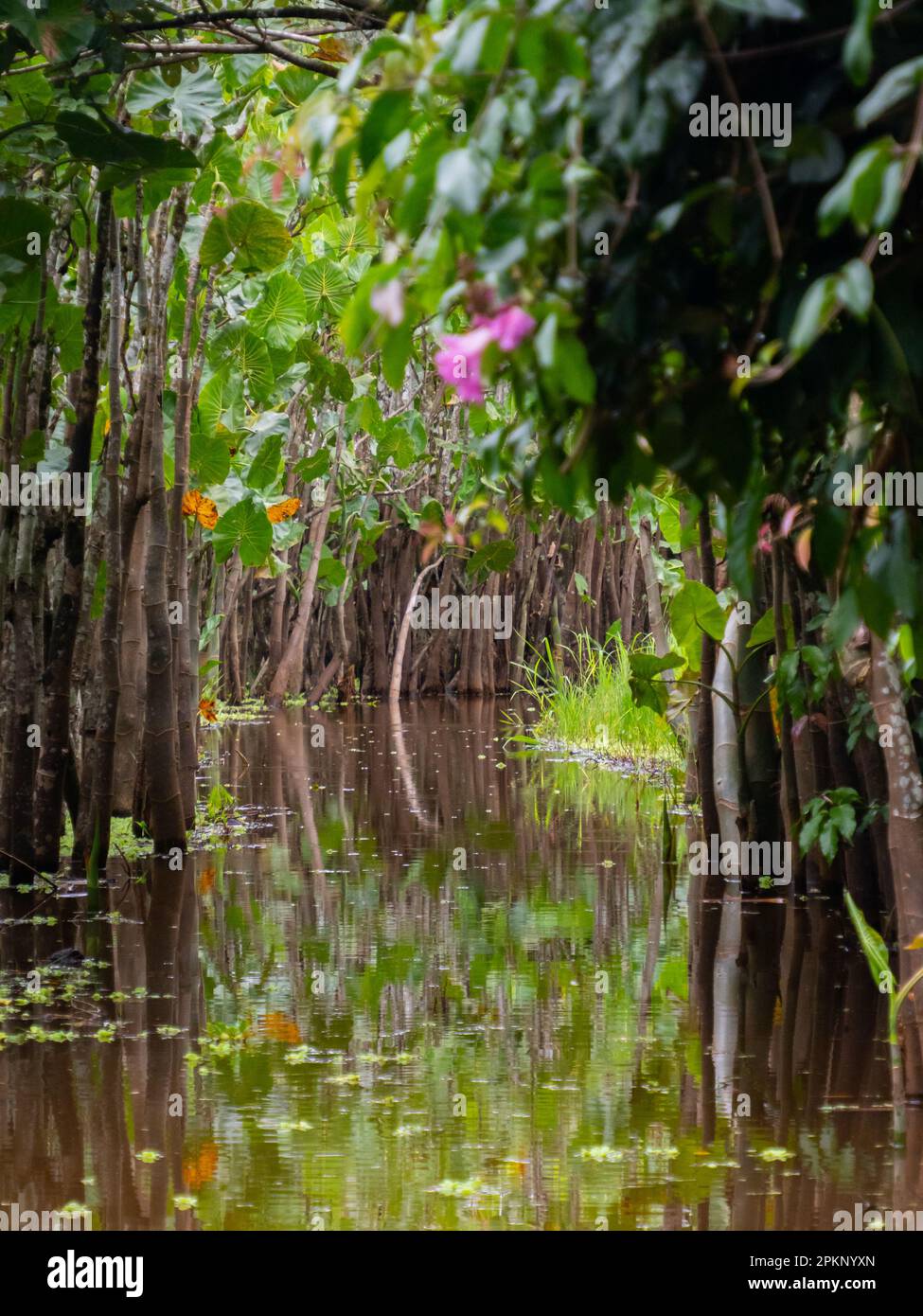 Montrichardia arborescens, the yautia madera, or moco-moco, is a ...