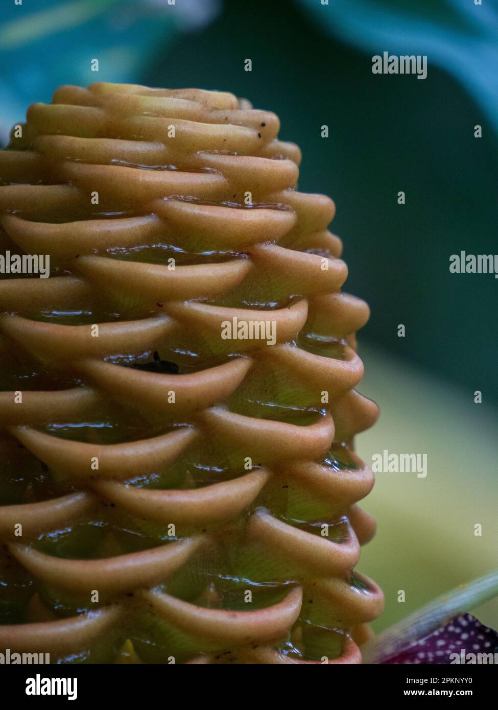 Plant is known in the West by the common name "beehive ginger", due to ...