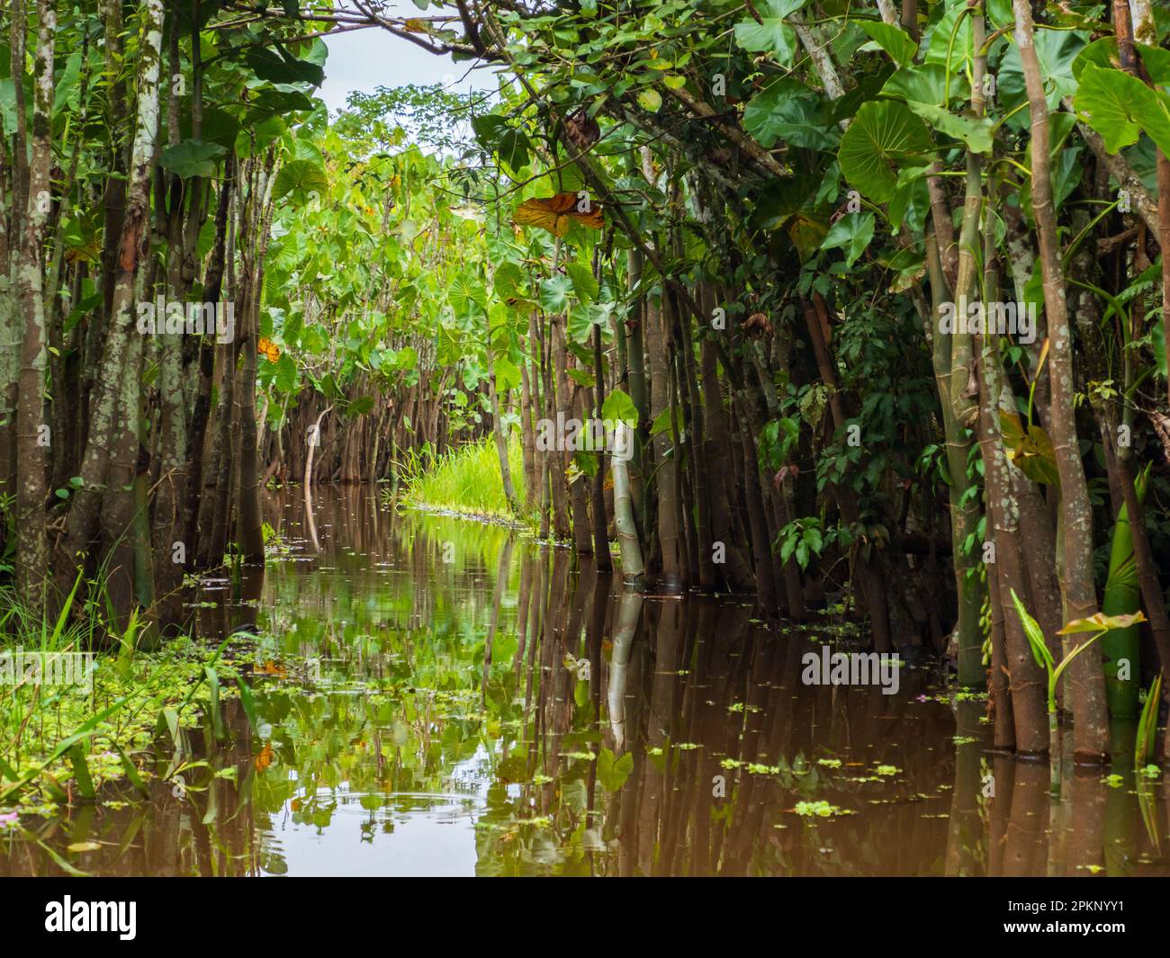 Montrichardia arborescens, the yautia madera, or moco-moco, is a ...