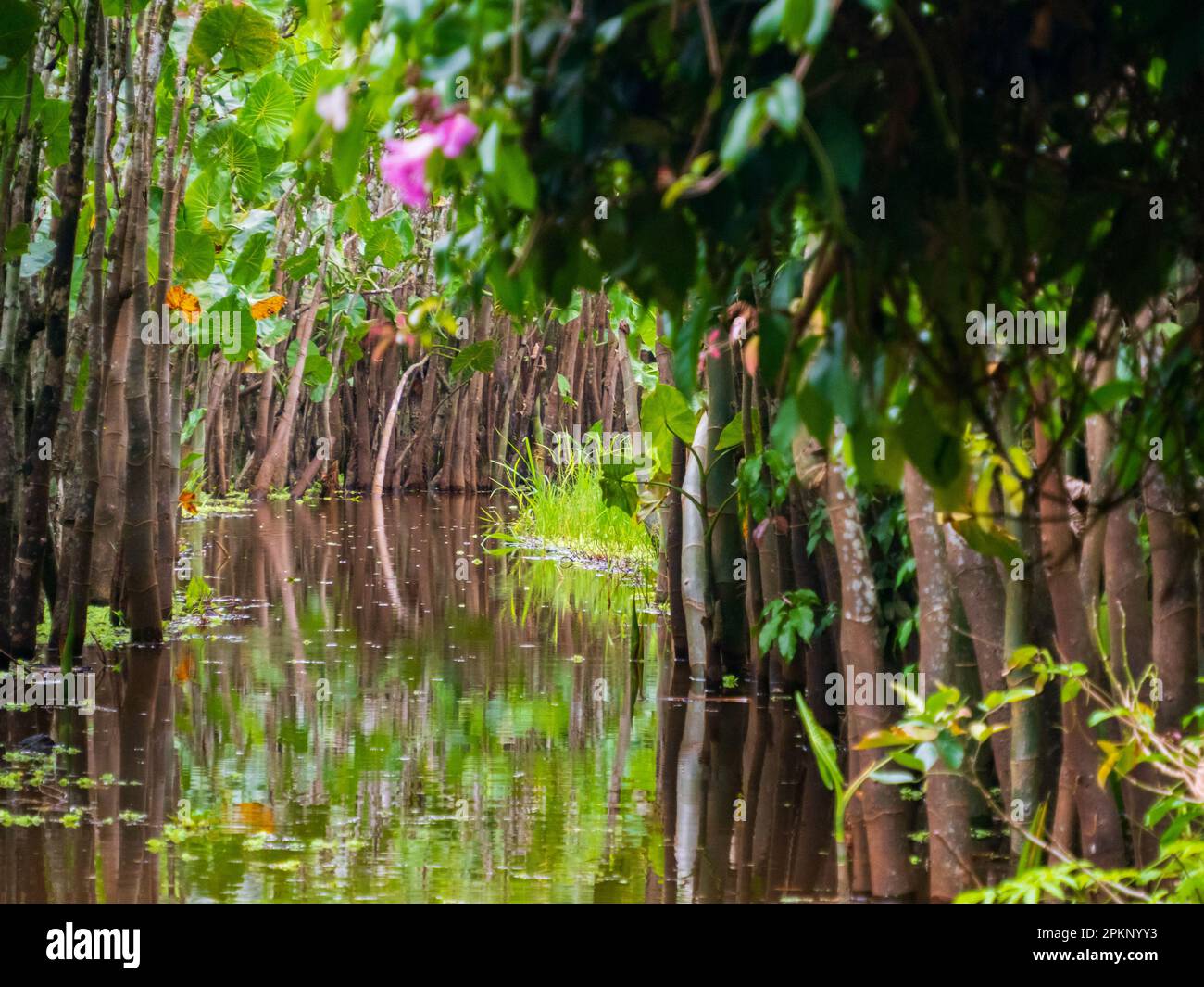 Yautia madera hi-res stock photography and images - Alamy