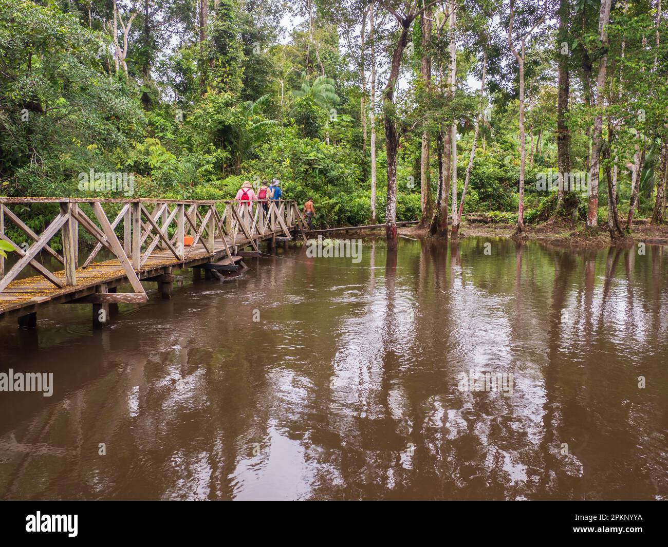 Amazon rainforest brazil bridge hi-res stock photography and images - Alamy
