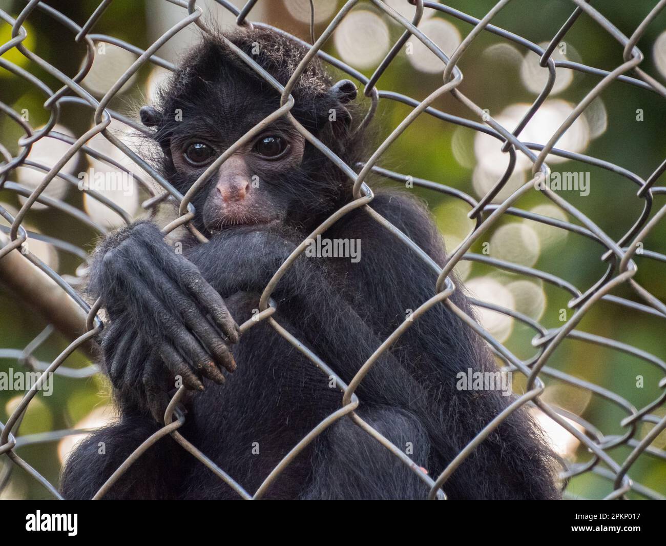 Sad monkey in a cage at the Petting Zoo in Tabatinga, Brazil, Amazonia ...