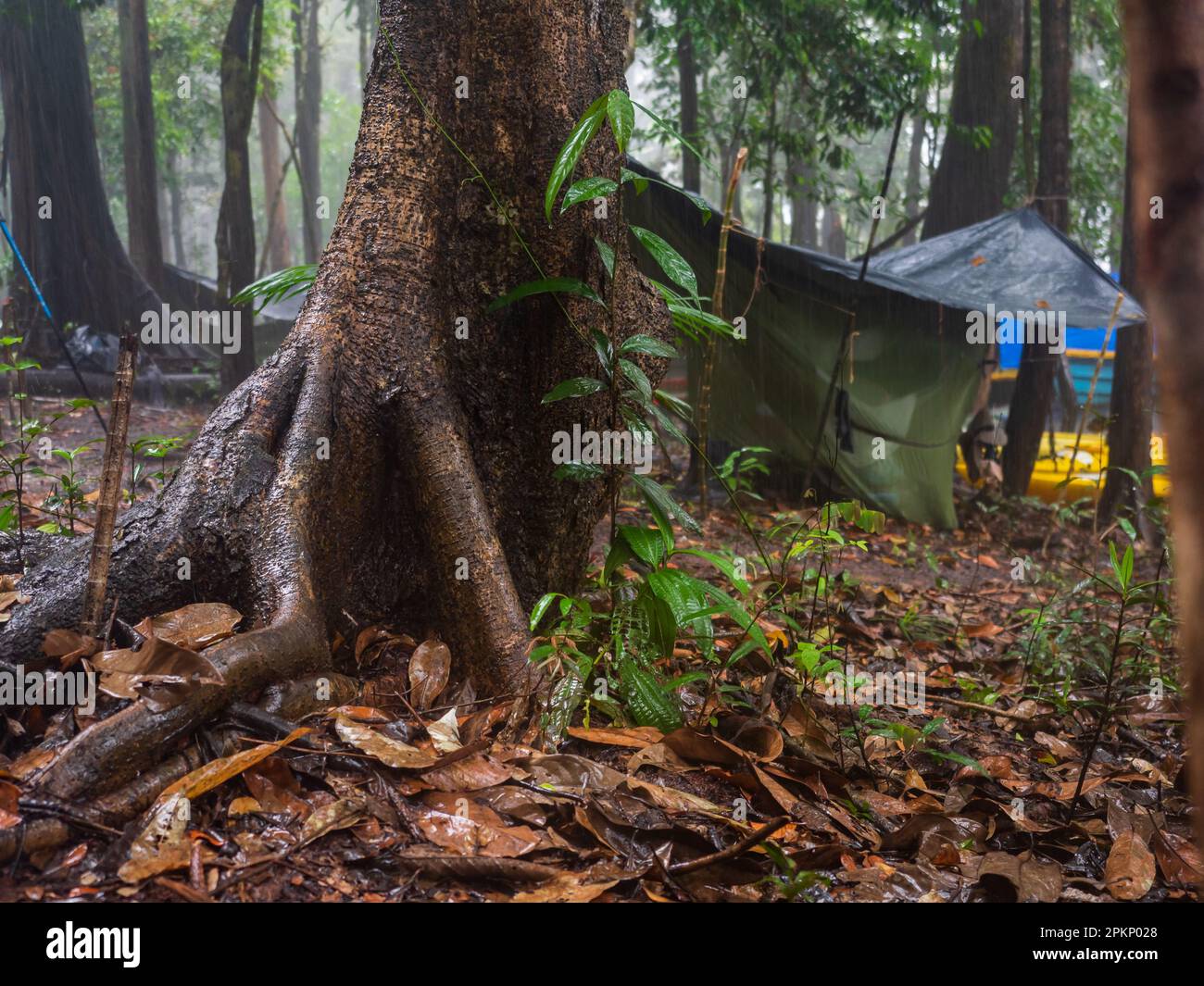 Jungle, Brazil - March 2018: Camp with hammocks in the amazon jungle ...