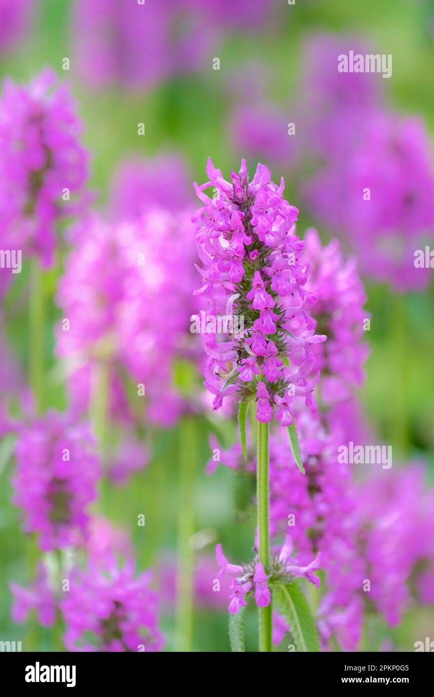 Betonica officinalis, Betony, perennial, purple-red flowers Stock Photo ...