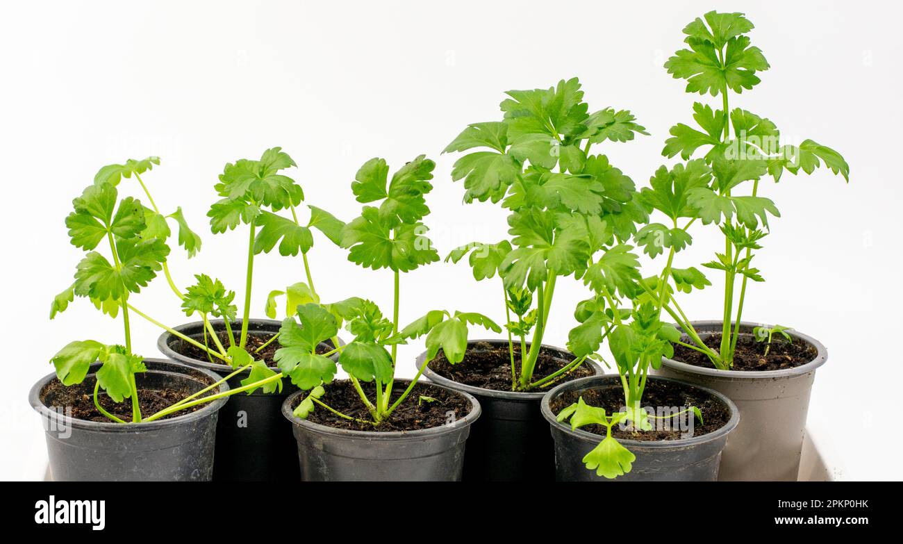 Fresh organic celery growing in the pot isolated on white background ...