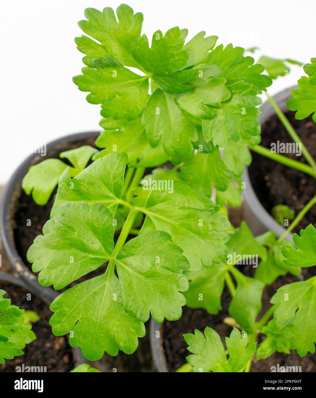 Fresh organic celery growing in the pot isolated on white background ...