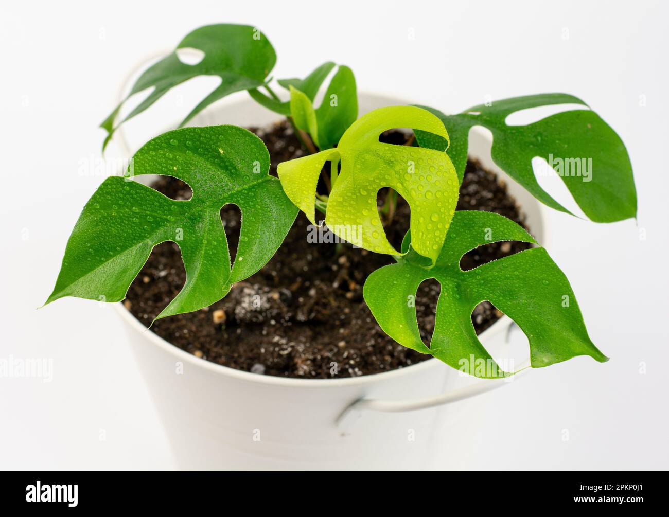 Rhaphidophora Tetrasperma or Mini Monstera in the bucket shaped ...