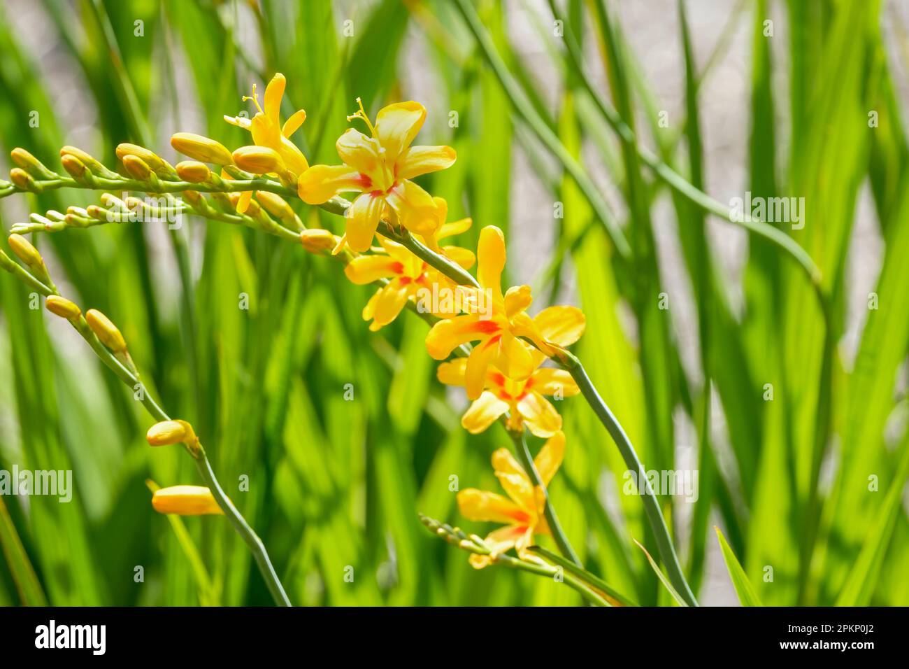 Crocosmia Hot Spot, Firestars Series, Montbretia Hot Spot, yellow ...
