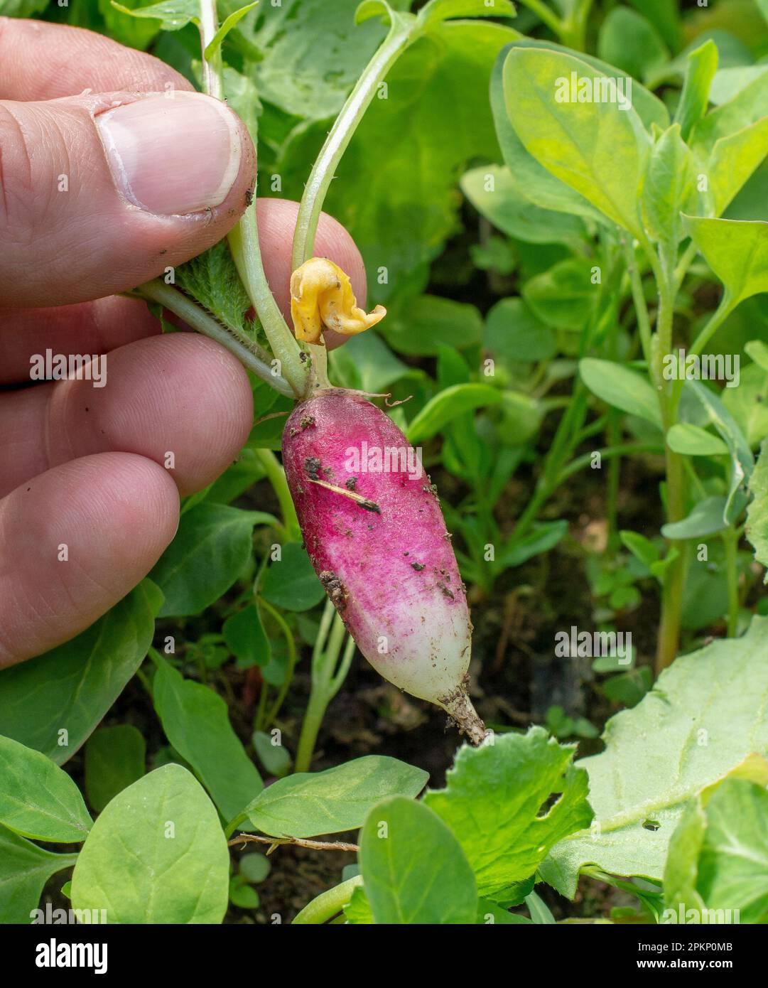 Person picking young organic radish in the greenhouse. Human hand ...