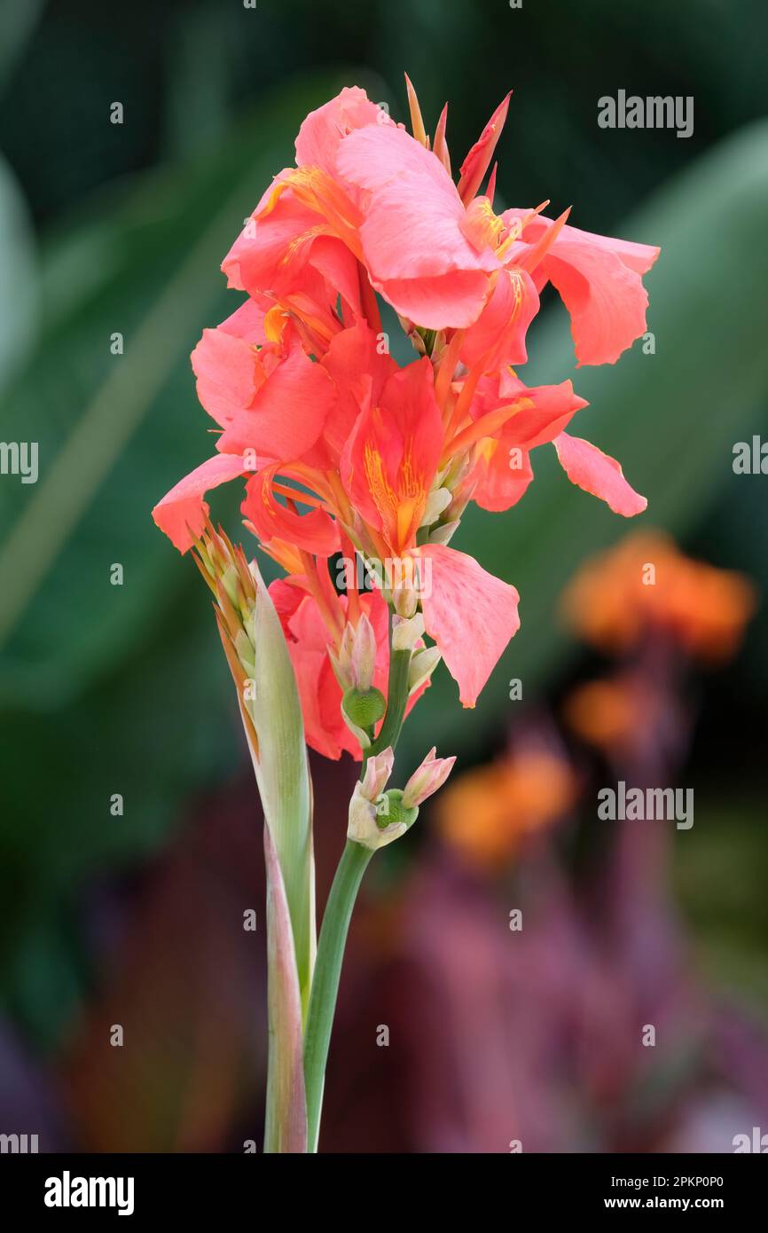 canna City of Portland, Canna Orchid, perennial, panicles salmon pink ...