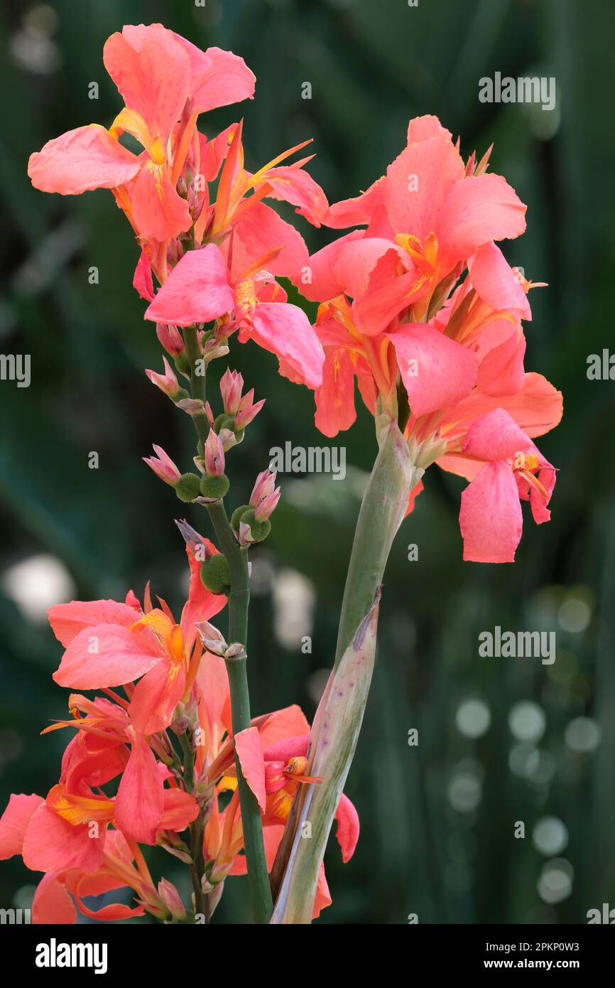 canna City of Portland, Canna Orchid, perennial, panicles salmon pink ...