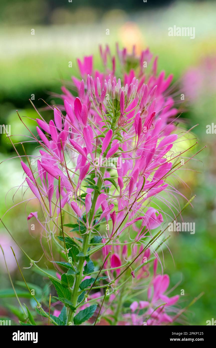 Cleome hassleriana Cherry Queen, Spider Flower Cherry Queen, spider ...