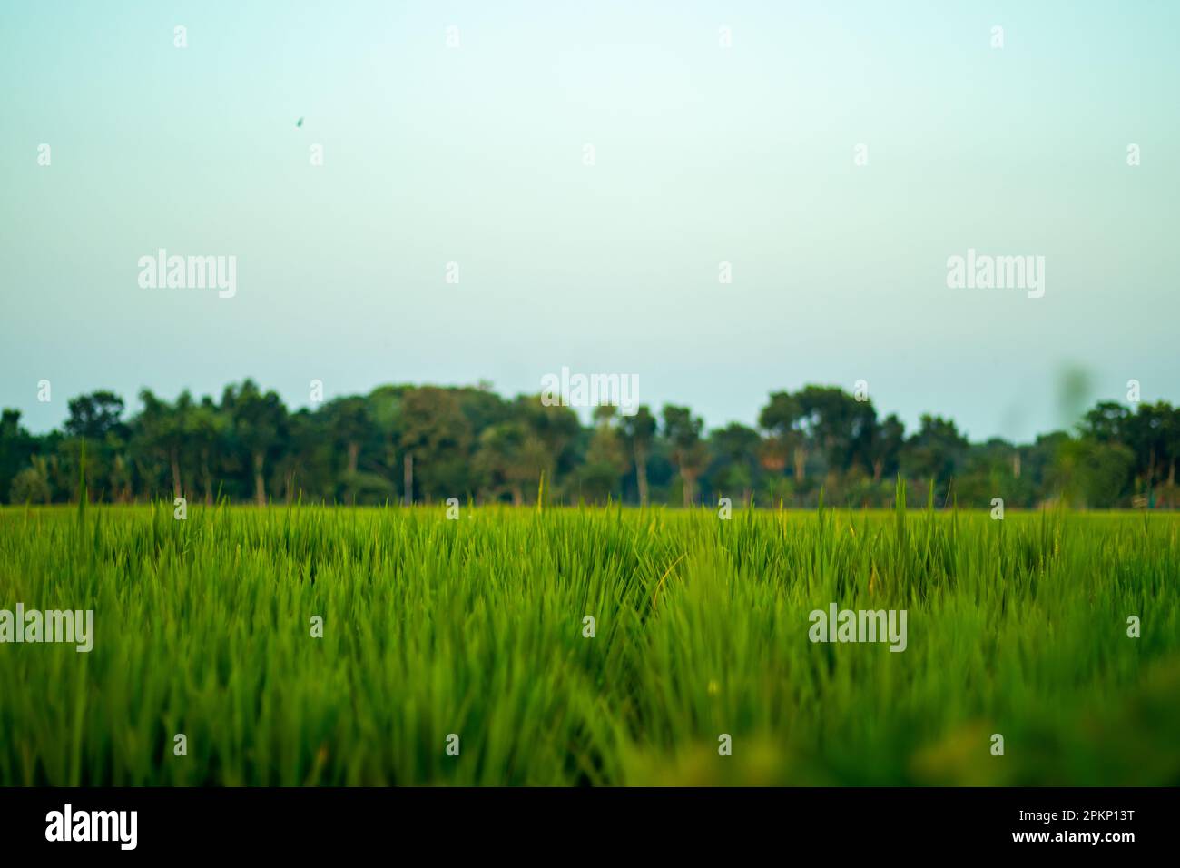 A paddy field is a flooded field of arable land used for growing ...