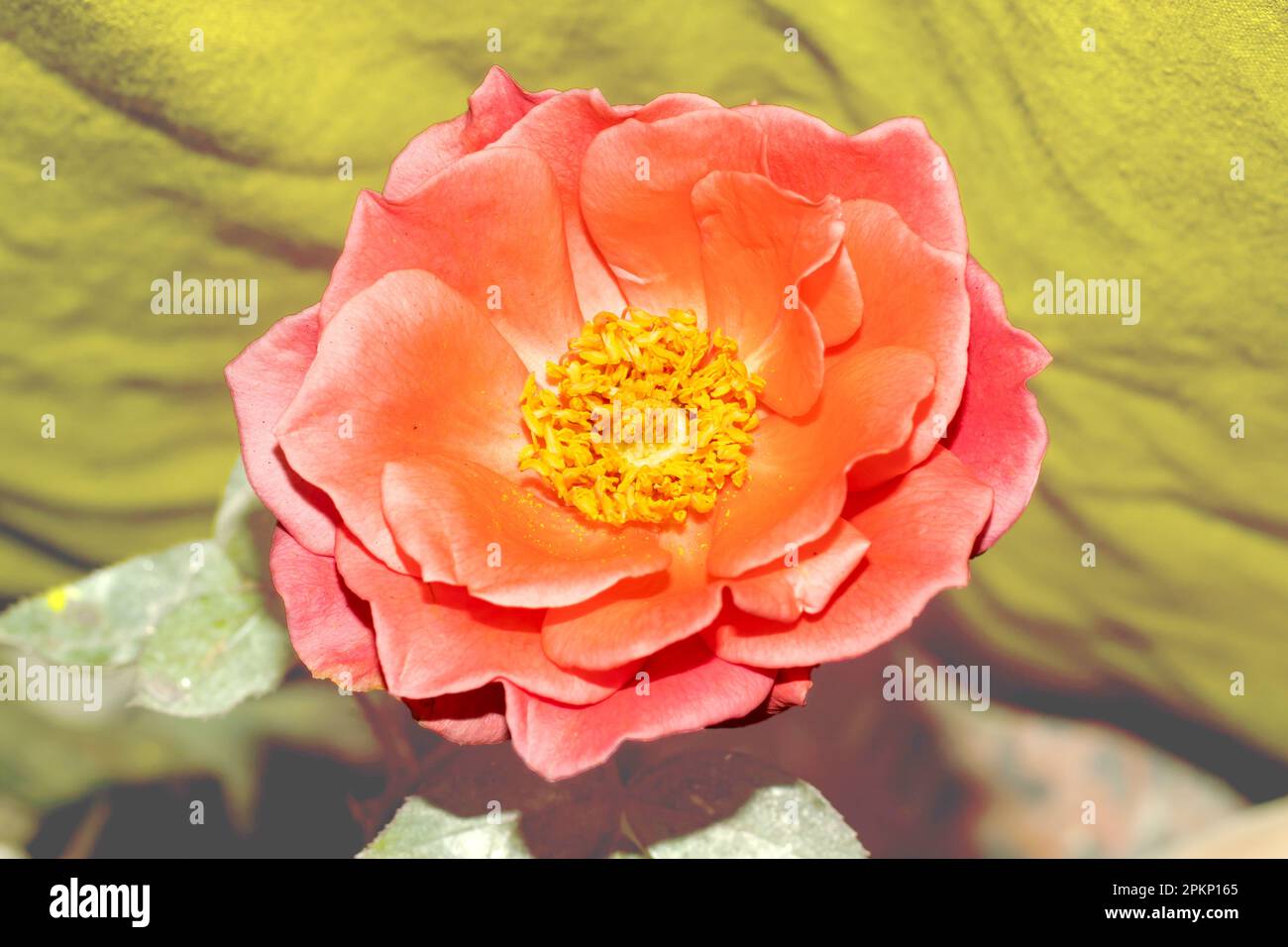 Baby love rose hi-res stock photography and images - Alamy