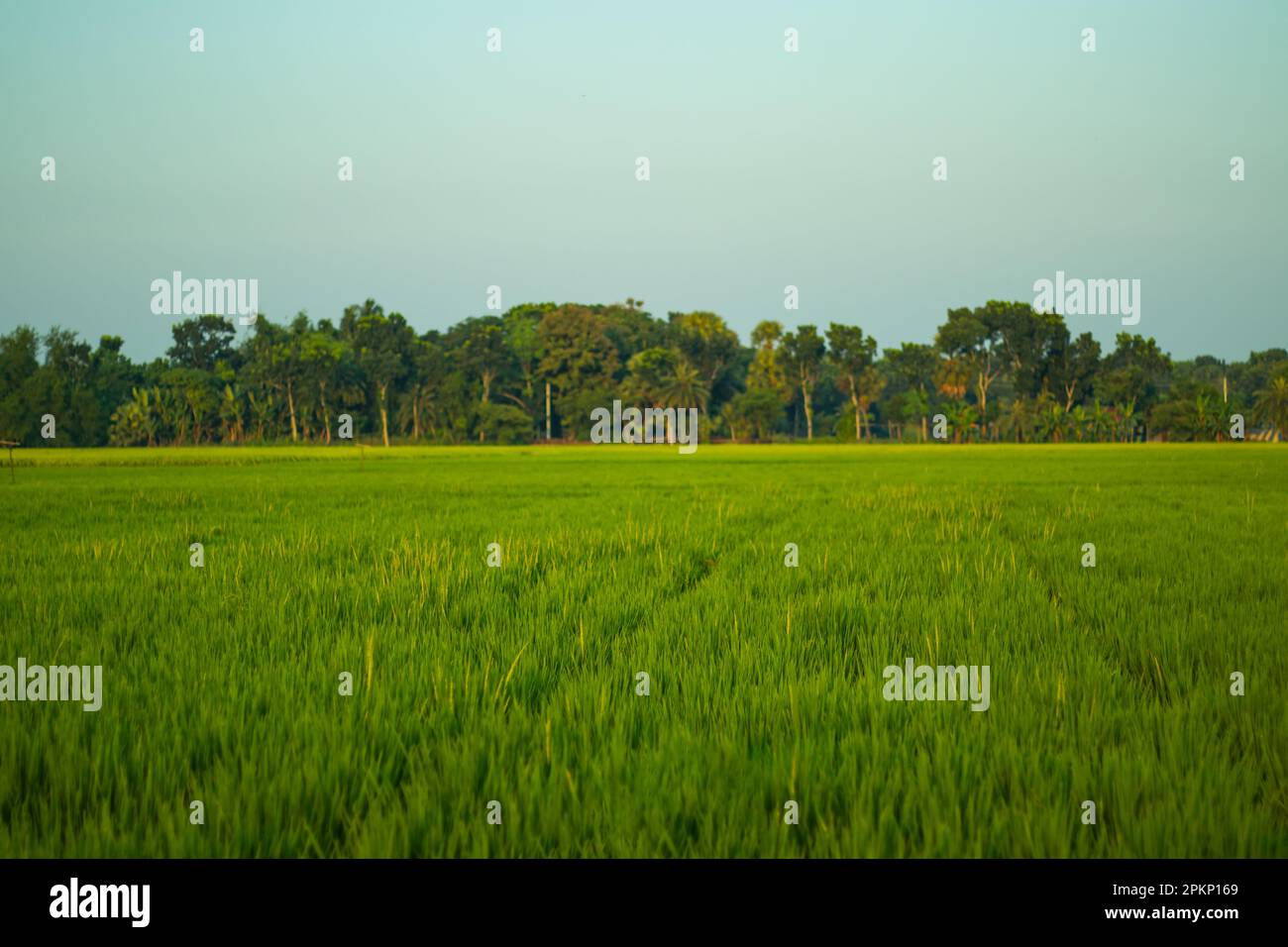 Beautiful natural green rice plant unripe rice in paddy field, A paddy ...