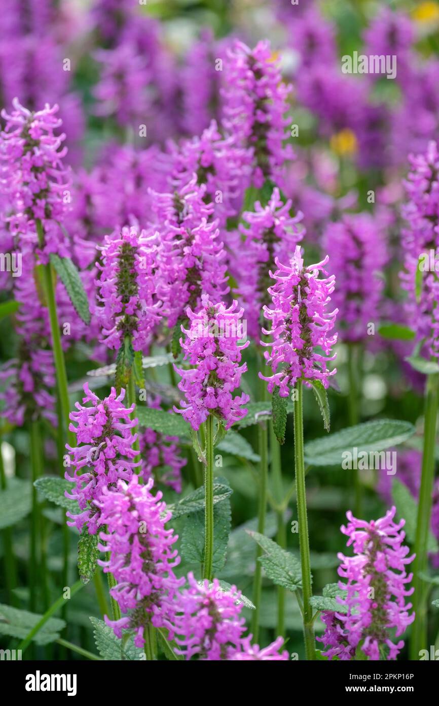Betonica officinalis, Betony, perennial, purple-red flowers Stock Photo ...