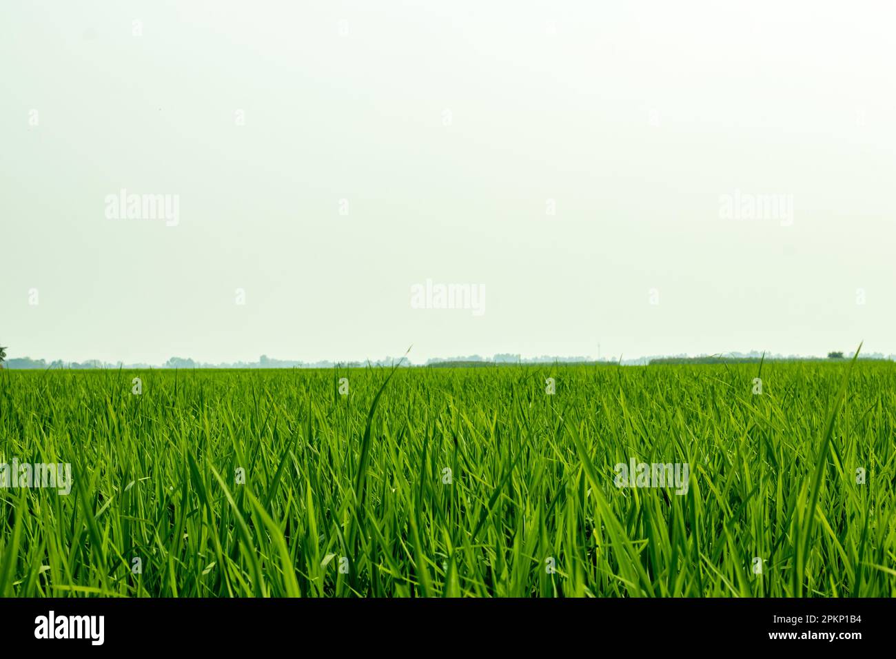 Rice farming is one of the main occupations in Asia. The lush green ...