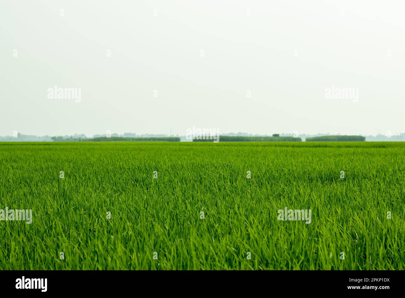 The lush green paddy fields never fail to catch your attention. Paddy ...