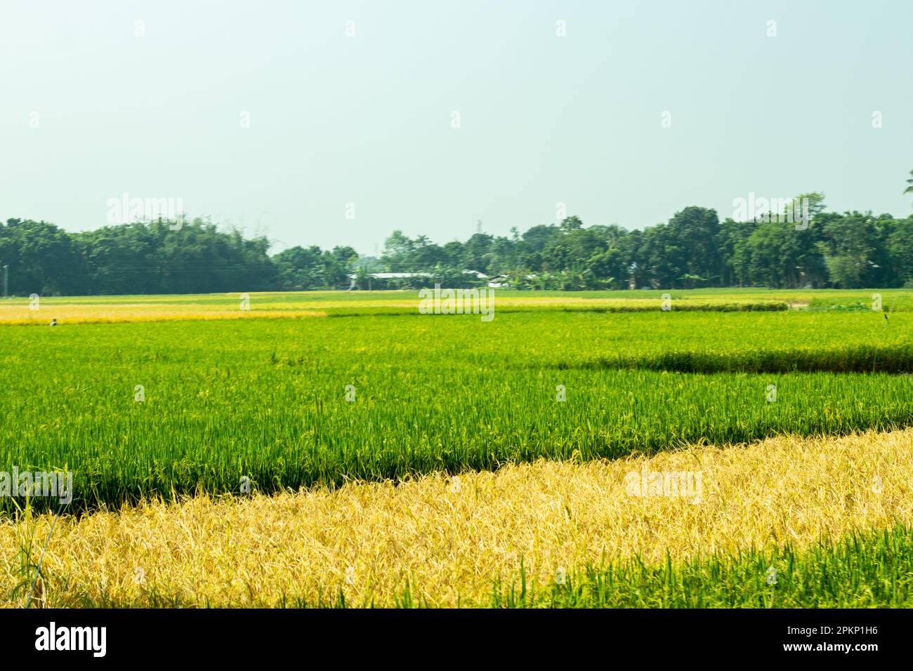 Unripe and ripe paddy in the village. Rice gets ripe, and its color ...