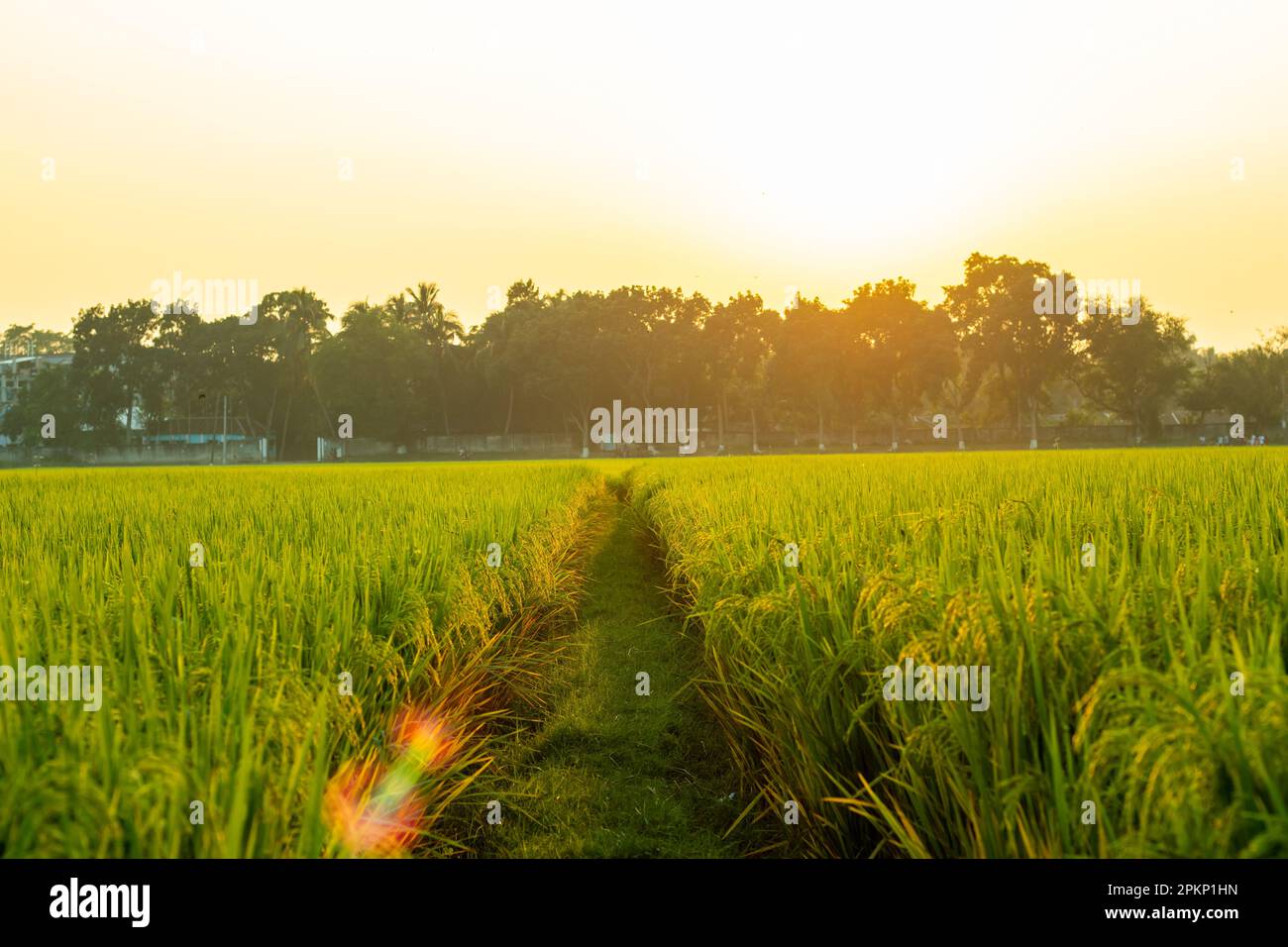 The paddy field is a typical ecosystem in monsoon Asia. The main ...