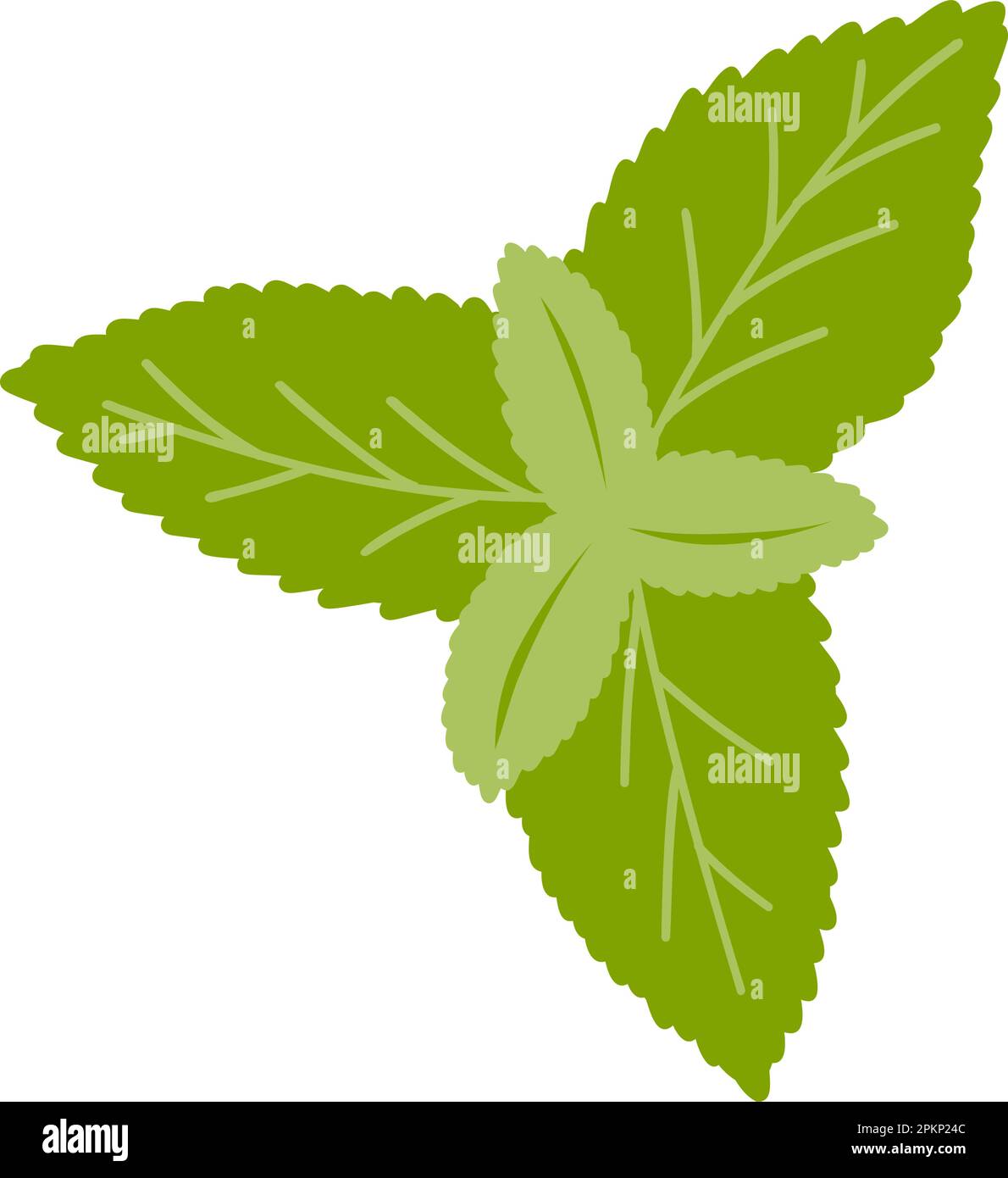 Hand drawn mint leaf. Vector illustration of fresh spices, natural product, ingredient for ...