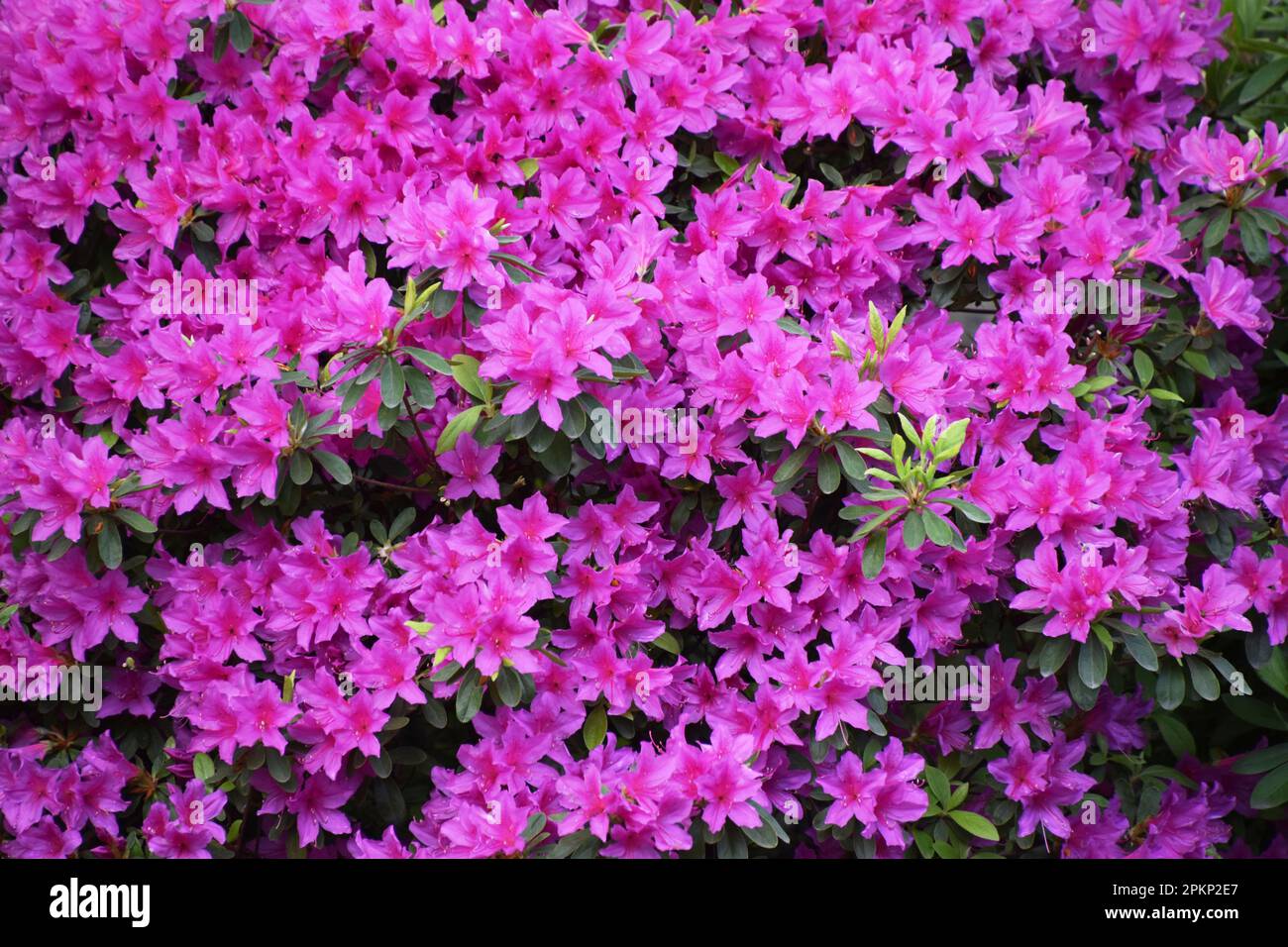 Flowers of azalea are in full bloom in Tokyo on April 8, 2023. ( The ...