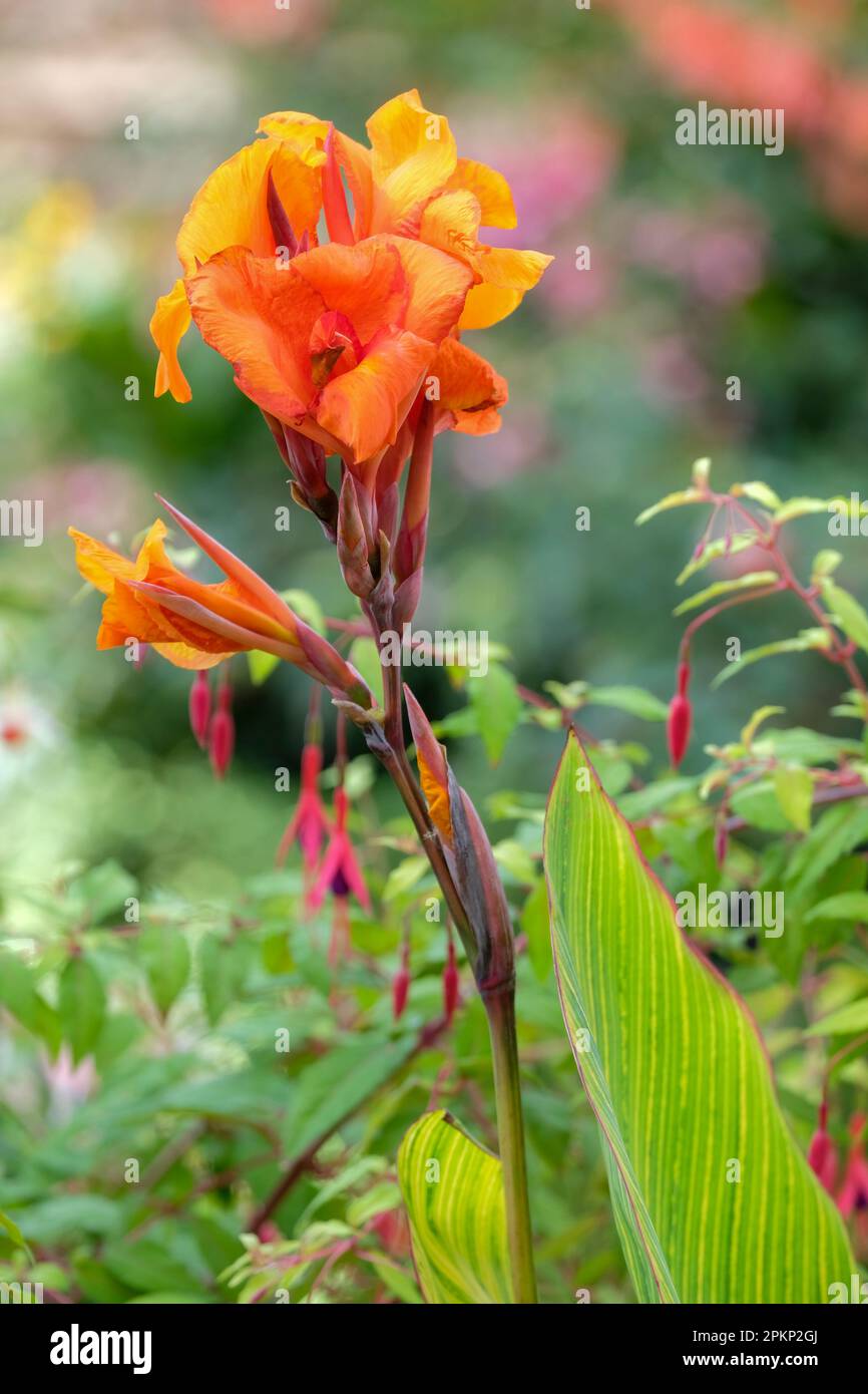 Canna malawiensis variegata hi-res stock photography and images - Alamy