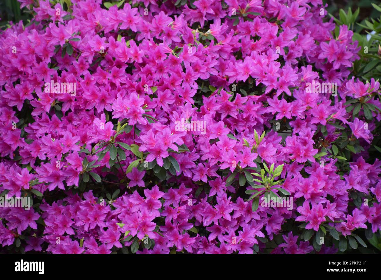 Flowers of azalea are in full bloom in Tokyo on April 8, 2023. ( The ...
