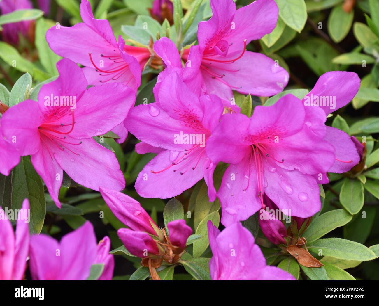 Flowers of azalea are in full bloom in Tokyo on April 8, 2023. ( The ...