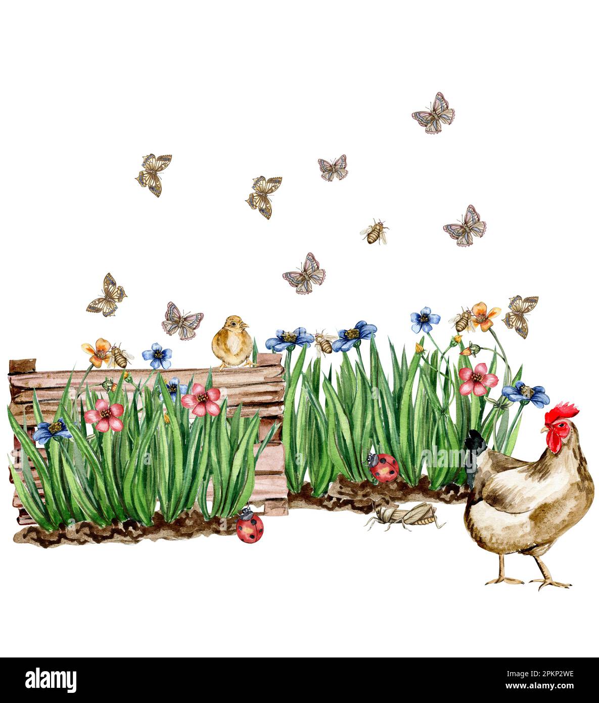 Spring flowers composition with a hen, watercolor illustration for ...
