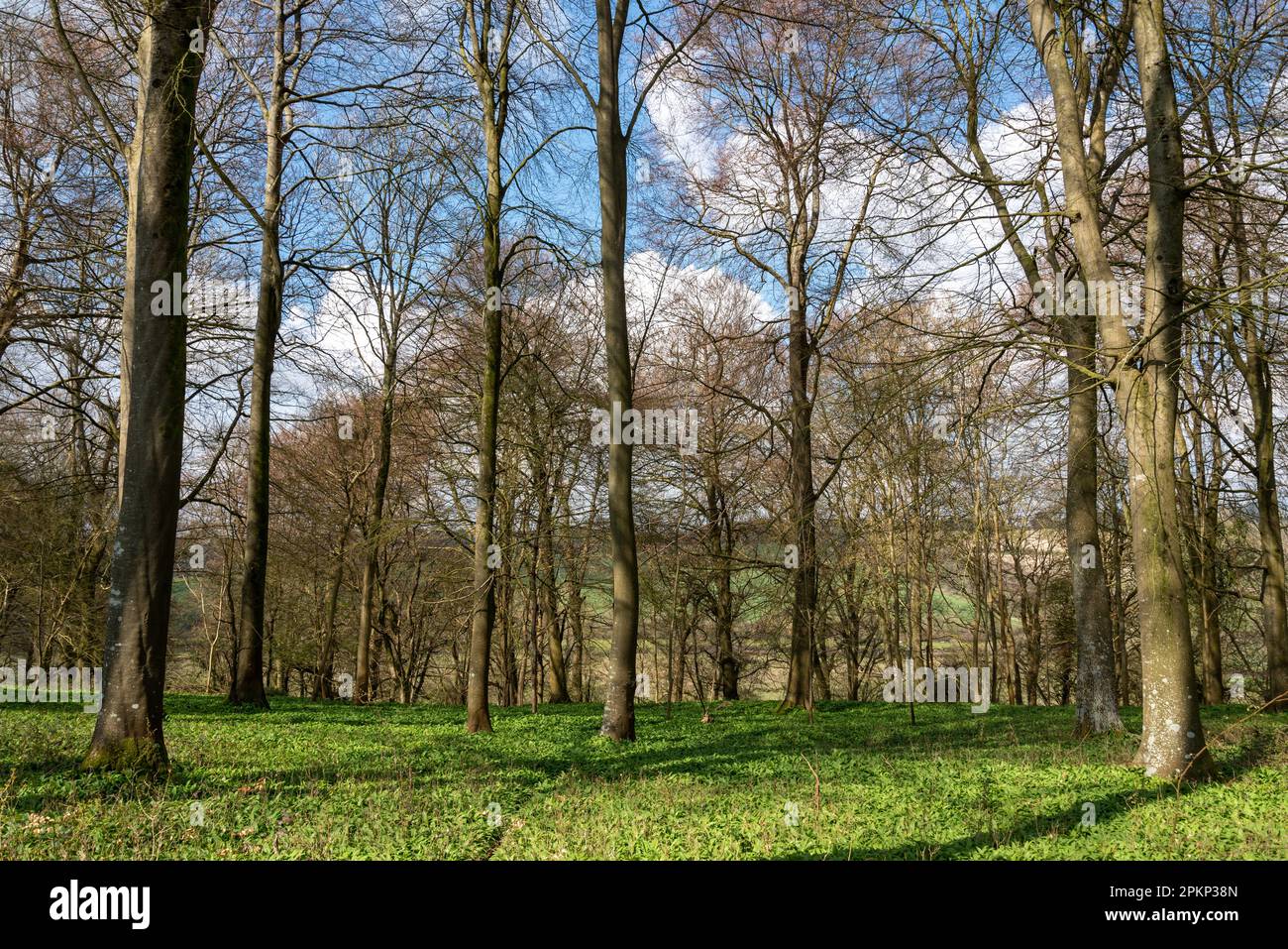Empty forest with trees and wild garlic on a bright sunny day Stock ...