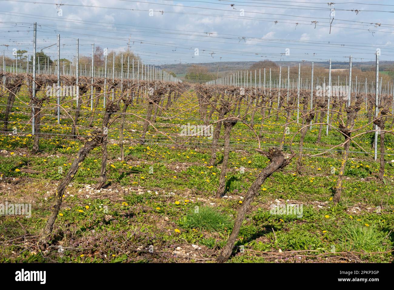 Open vineyard during spring season with no grapes on the vines Stock ...