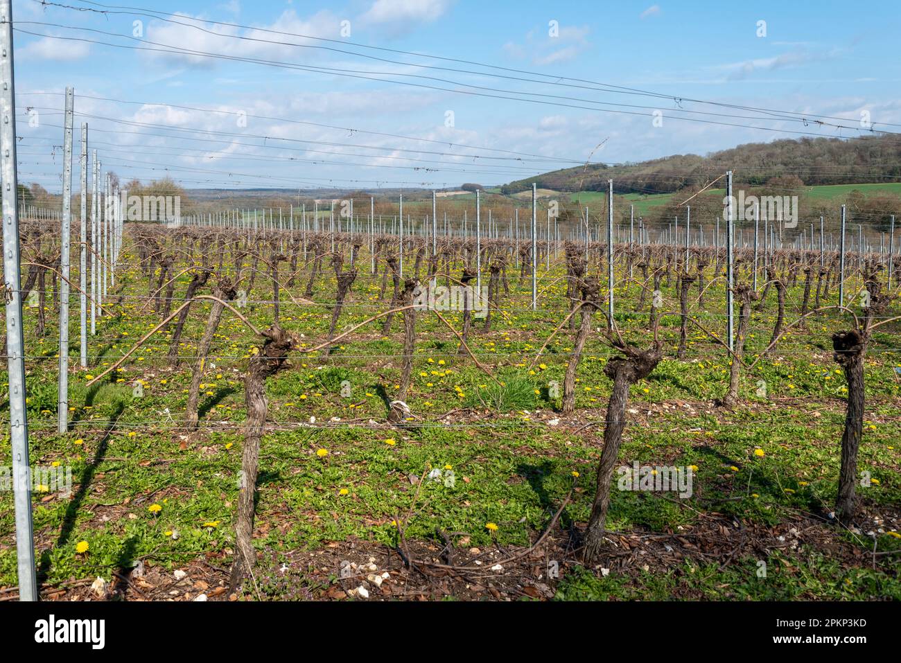 Open vineyard during spring season with no grapes on the vines Stock ...
