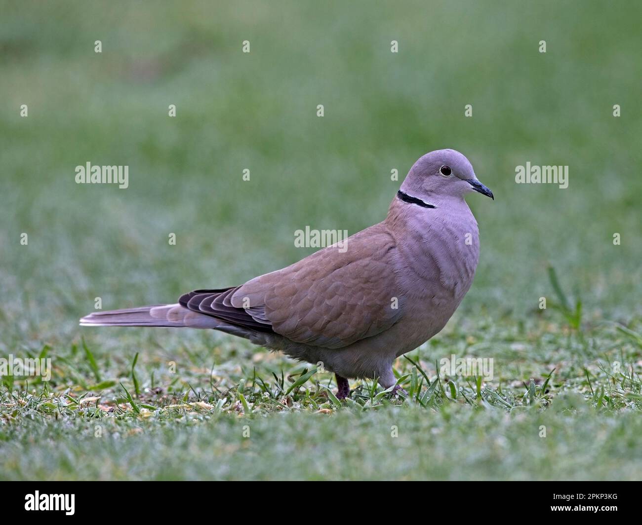 Eurasian collared dove standing Stock Photo - Alamy
