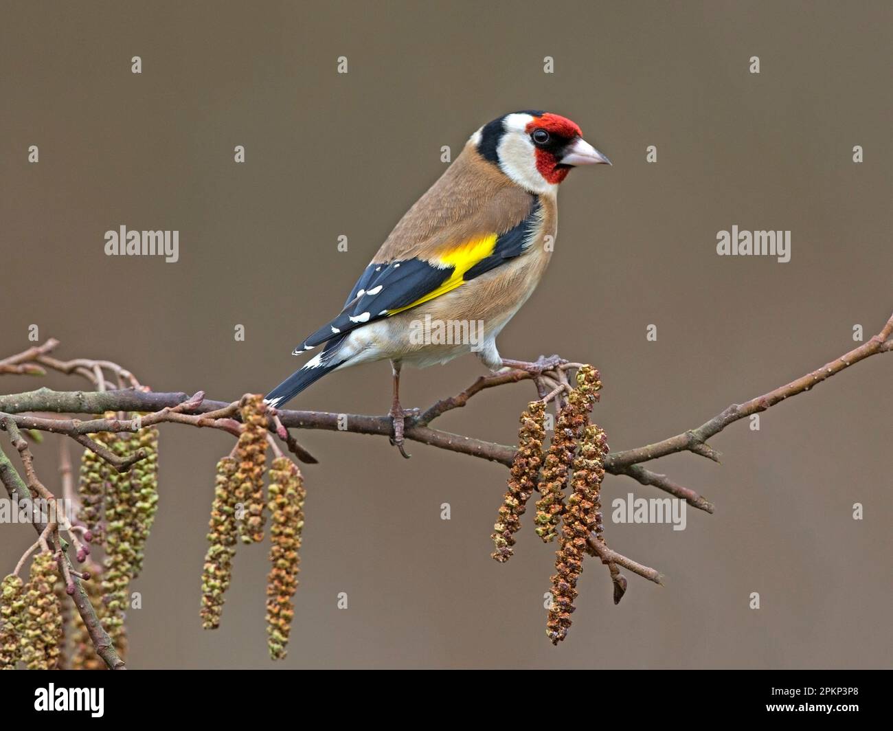 Goldfinch england hi-res stock photography and images - Alamy