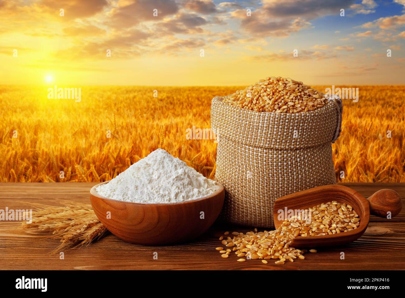 wheat flour in bowl and grains in sack on table with cereal field on ...