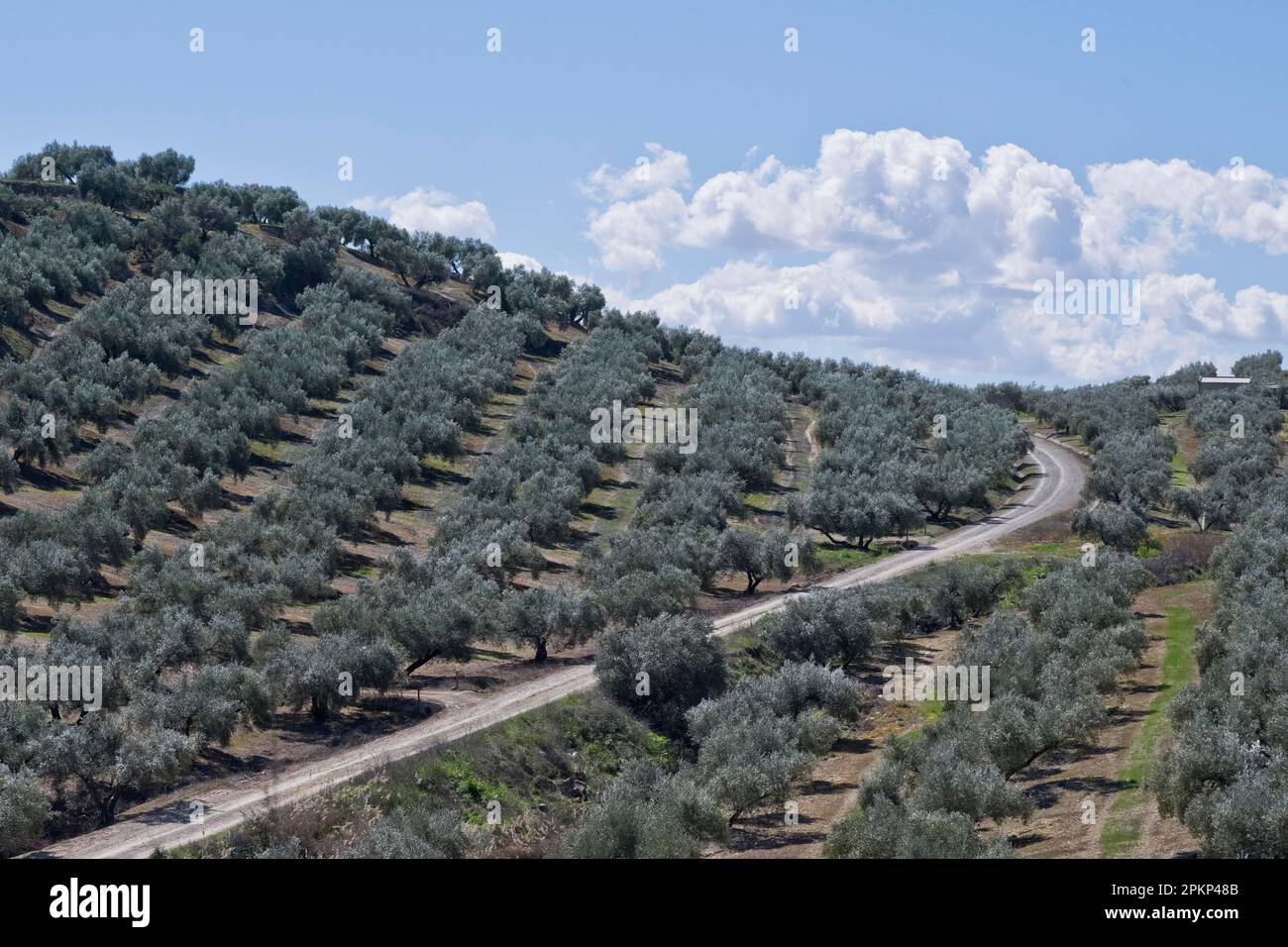 Olive olea europaea grove hi-res stock photography and images - Alamy