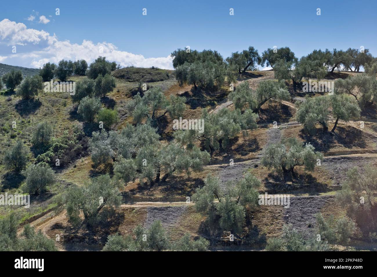 Olive (Olea europaea) grove, Andalusia, Spain, Europe Stock Photo - Alamy