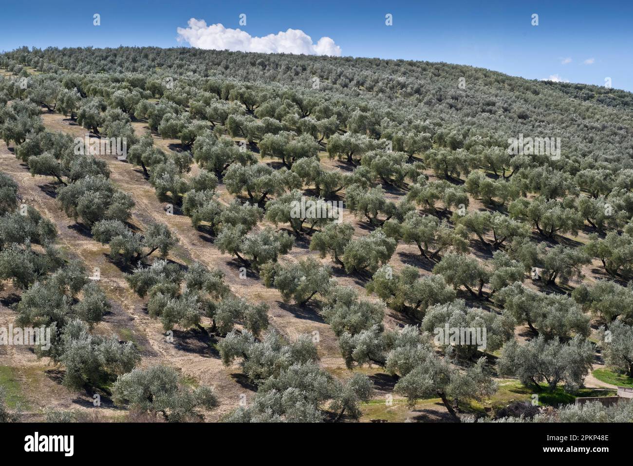 Olive (Olea europaea) grove, Andalusia, Spain, Europe Stock Photo - Alamy
