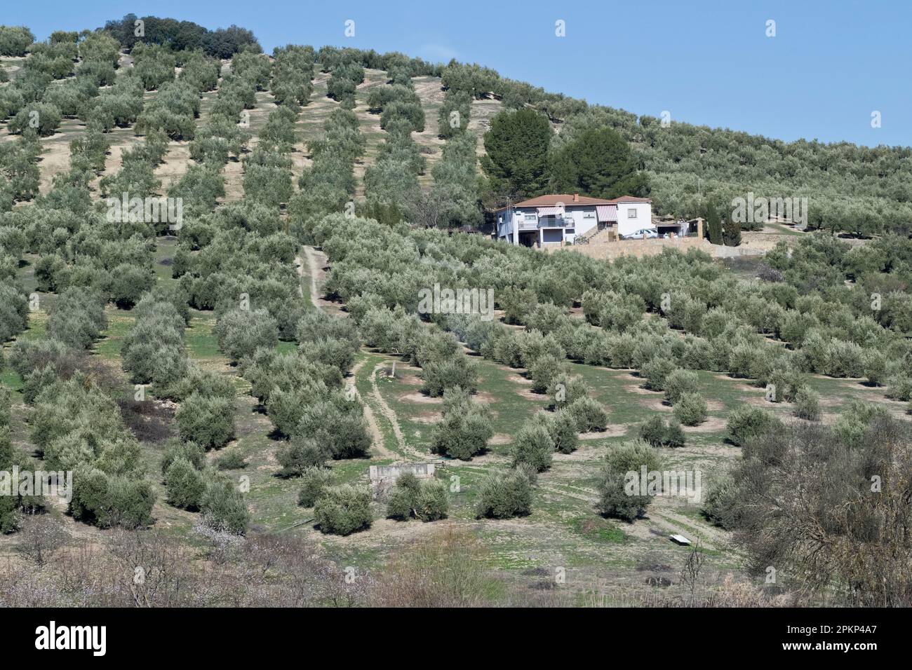 Olive olea europaea grove hi-res stock photography and images - Alamy