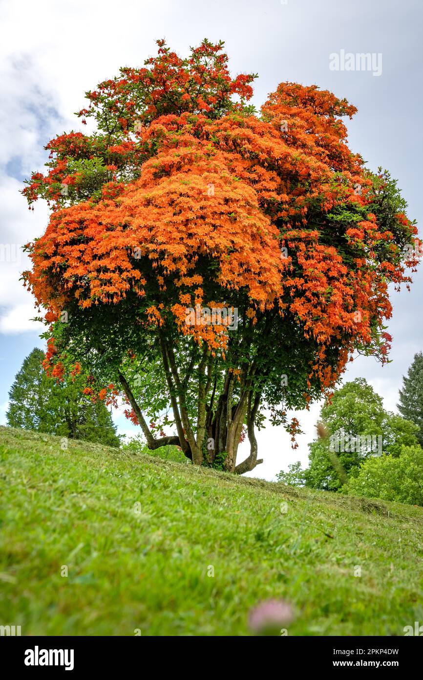 Flowering tree in the spa gardens, Bad Wildbad, Black Forest, Germany ...