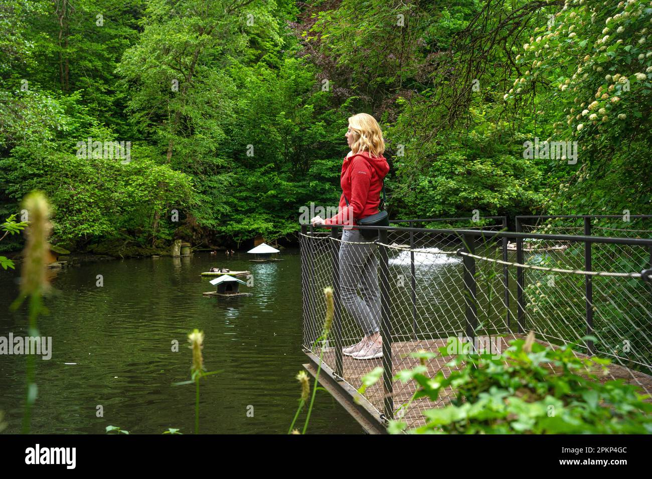 Woman standing on jetty looking at duck lake, Bad Wildbad, Black Forest ...