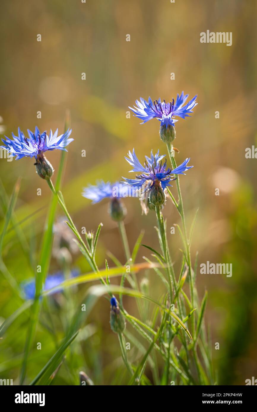Blue flowers in the spa gardens, Bad Wildbad, Black Forest, Germany ...