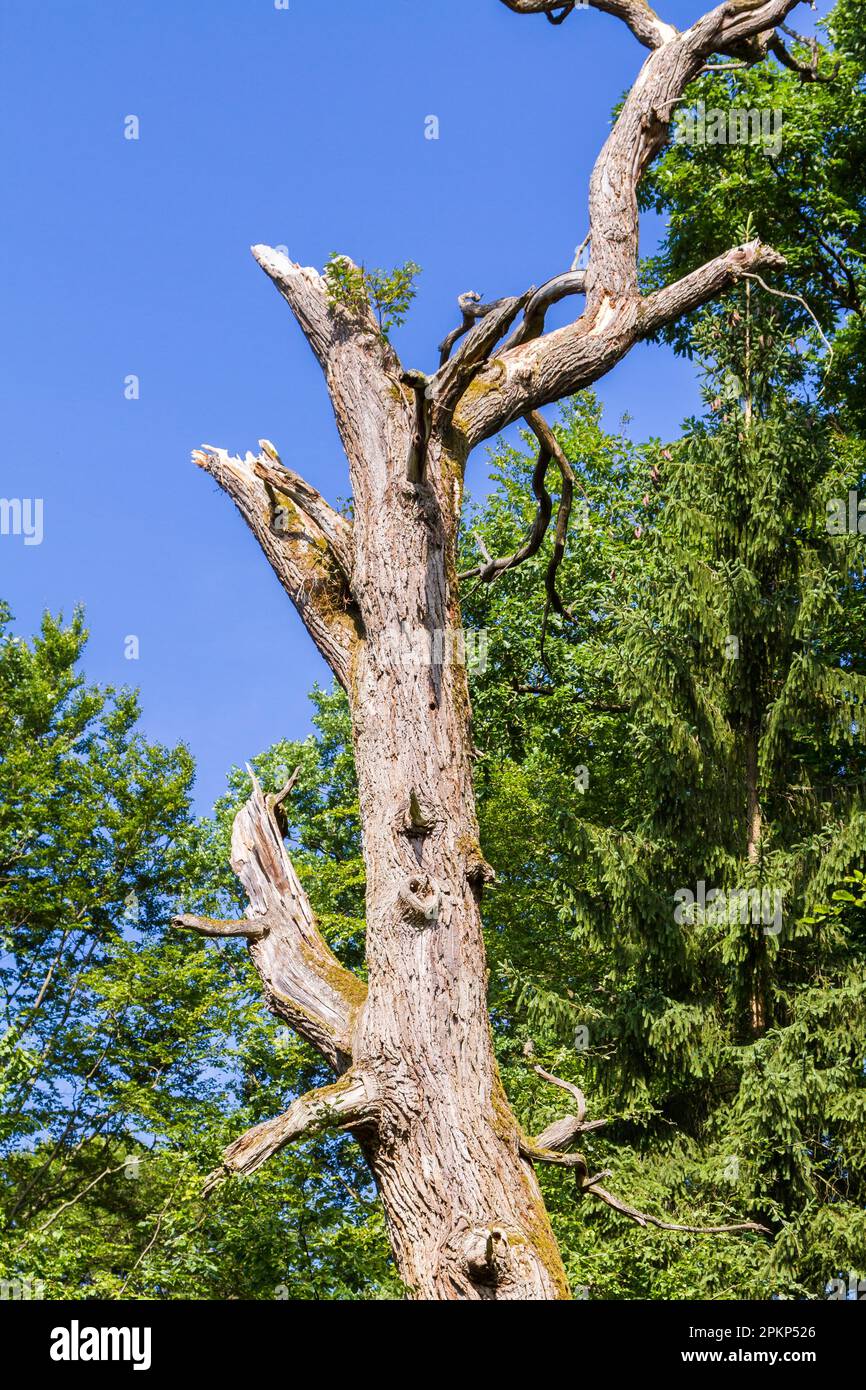 Dead deciduous (tree or trees) hi-res stock photography and images - Alamy
